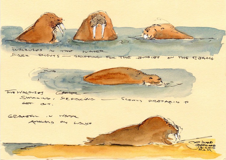 High Latitudes Part 4: Walruses | Expeditionary Art